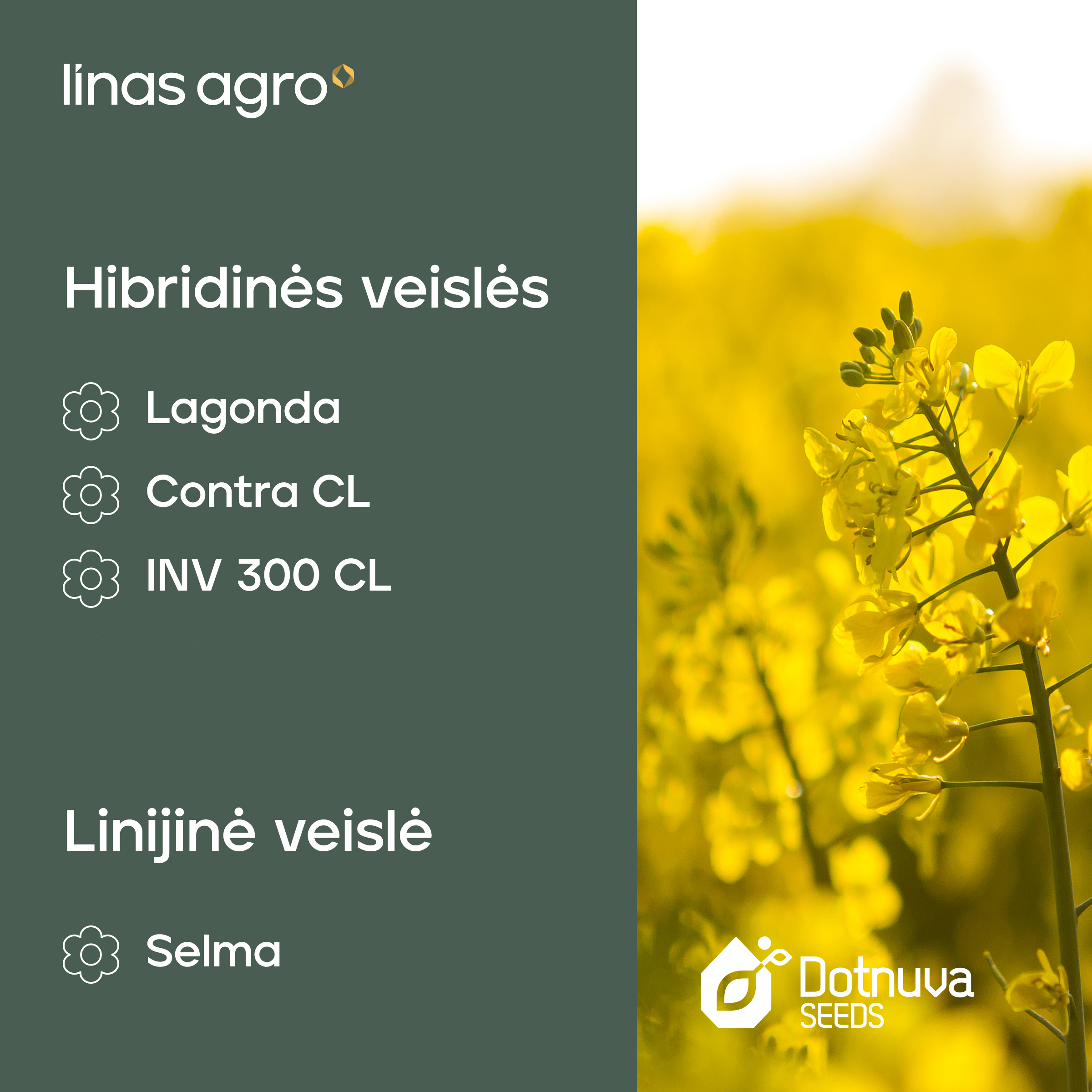 Patikrintos ir patikimos vasarinių rapsų veislės. – Dotnuva Seeds